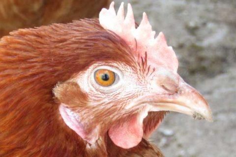 Traitement Naturel Contre les Poux Rouges des Poules Traiter Pou de Poule